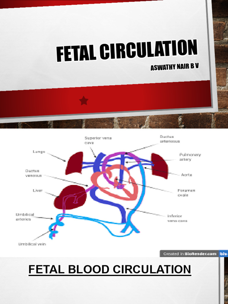 Fetal Circulation | PDF | Fetus | Artery