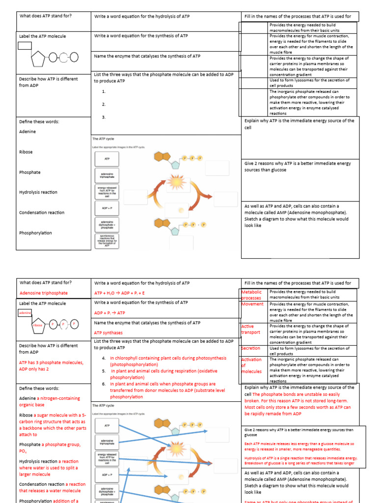 ATP-sheet Worksheet | Download Free PDF | Adenosine Triphosphate ...