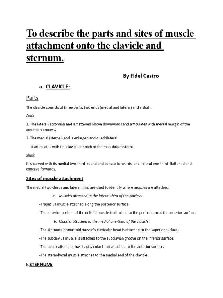To Describe The Parts and Sites of Muscle Attachment Onto The Clavicle ...