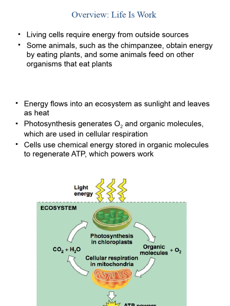 Cellular Respiration | PDF | Cellular Respiration | Glycolysis