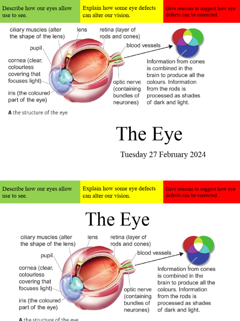 The Eye | PDF | Eye | Visual Perception