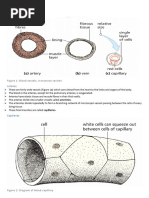 Tissue Fluid Formation in Capillaries | PDF | Lymph | Vein