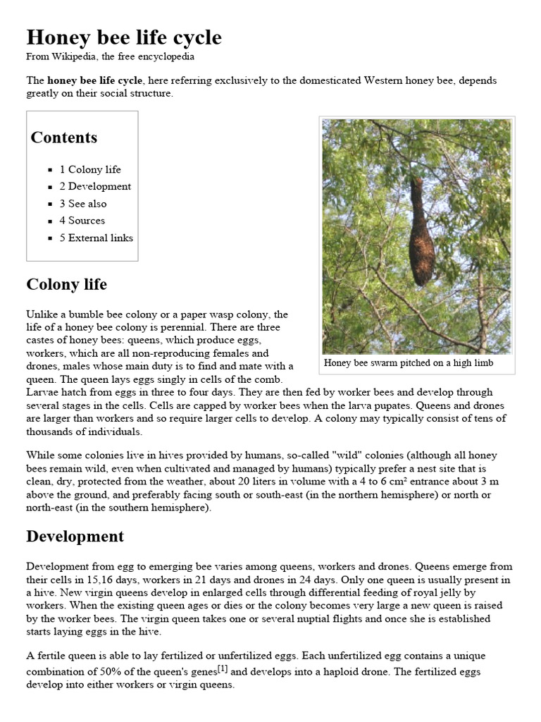 Honey Bee Life Cycle - Wikipedia, The Free Encyclopedia | PDF | Honey ...