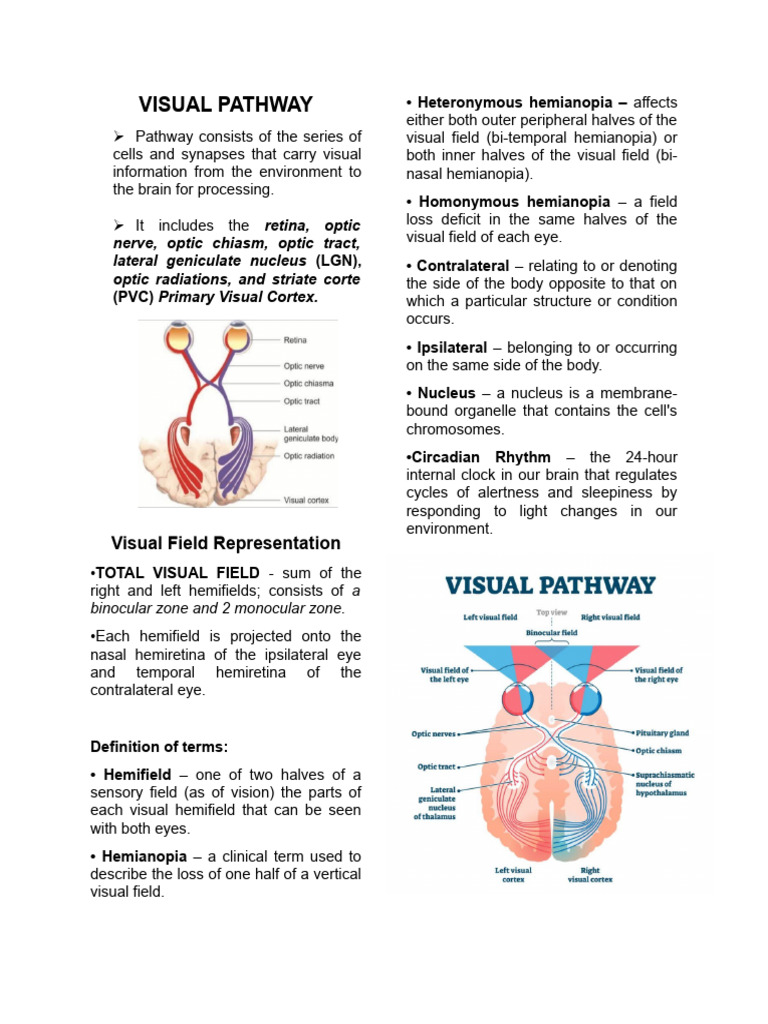 Visual Pathway | PDF | Visual System | Visual Cortex