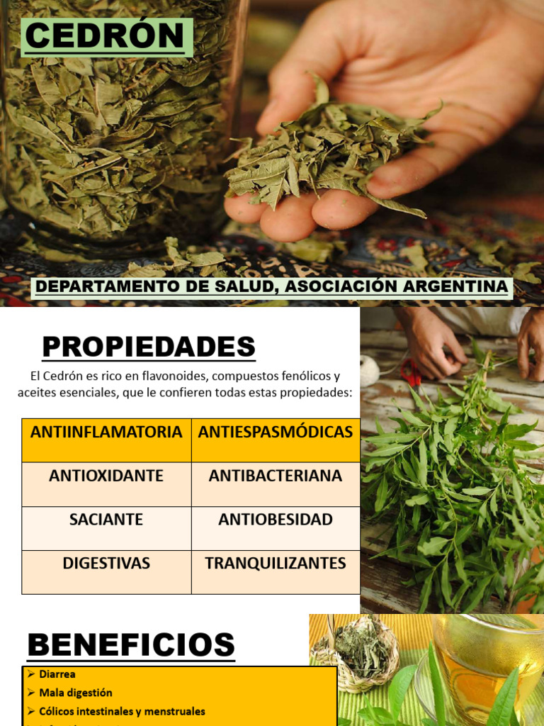 Propiedades y Usos del Cedrón | PDF | Té | Agua