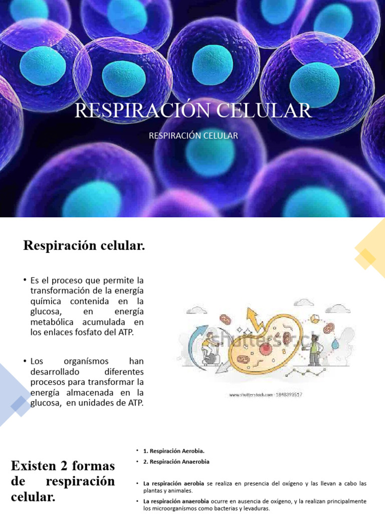Respiración Celular | PDF | Respiración celular | Trifosfato de adenosina