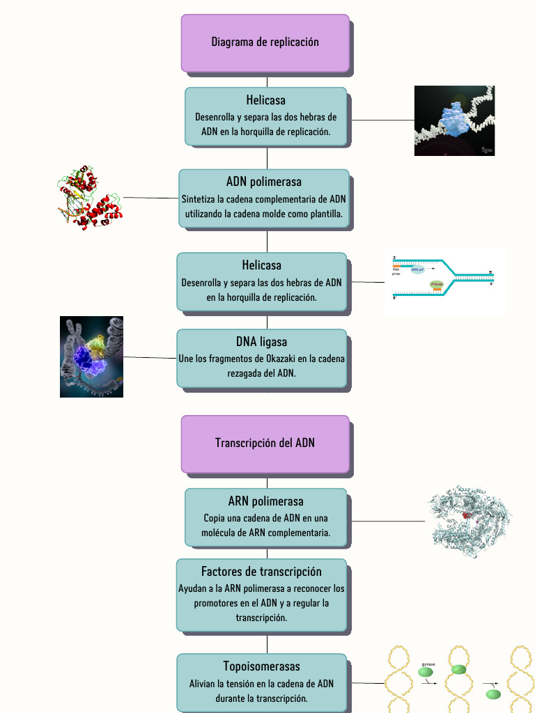 Diagrama de Biología - 20231112 - 183517 - 0000 | PDF