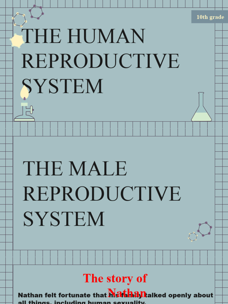 Human Reproductive System | PDF | Menstrual Cycle | Reproductive System