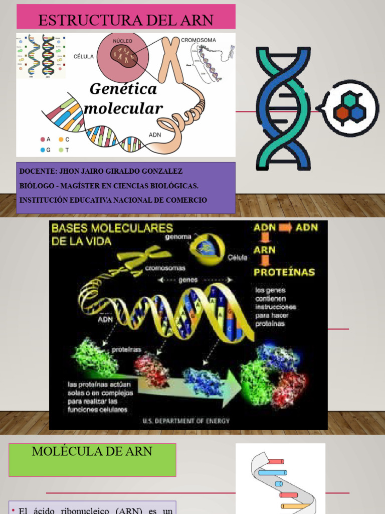 Estructura Del Arn - Presentación | PDF