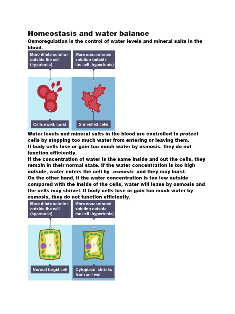 Homeostasis and Water Balance | PDF