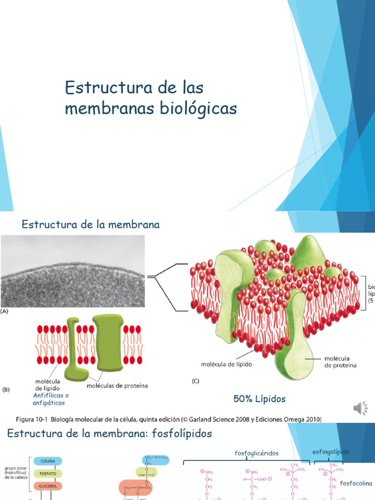 Clase 2 - Estructura de Las Membranas Biológicas y Transporte A Través de Ellas | Descargar ...