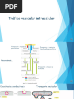 5 Trafico Vesicular | PDF | Biología Celular | Bioquímica