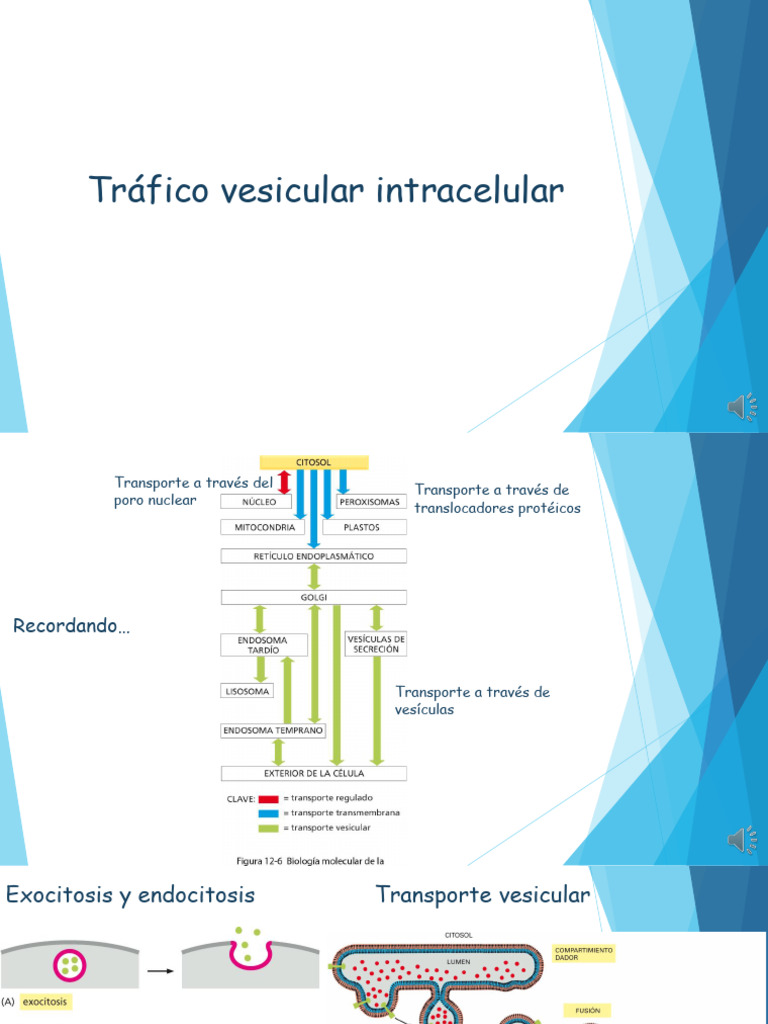 Transporte Vesicular Intracelular y Endocitosis | PDF | Biotecnología ...