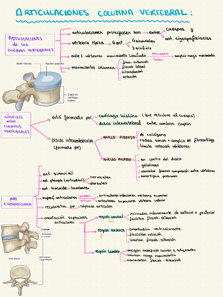 Articulaciones de La Columna Vertebral | PDF | Articulación | La columna vertebral