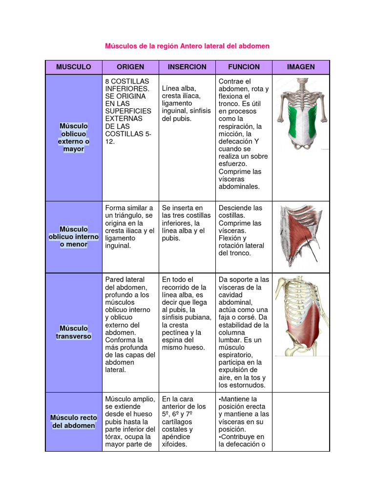 Músculos de La Región Anterolateral Del Abdomen | PDF | Abdomen | Anatomía