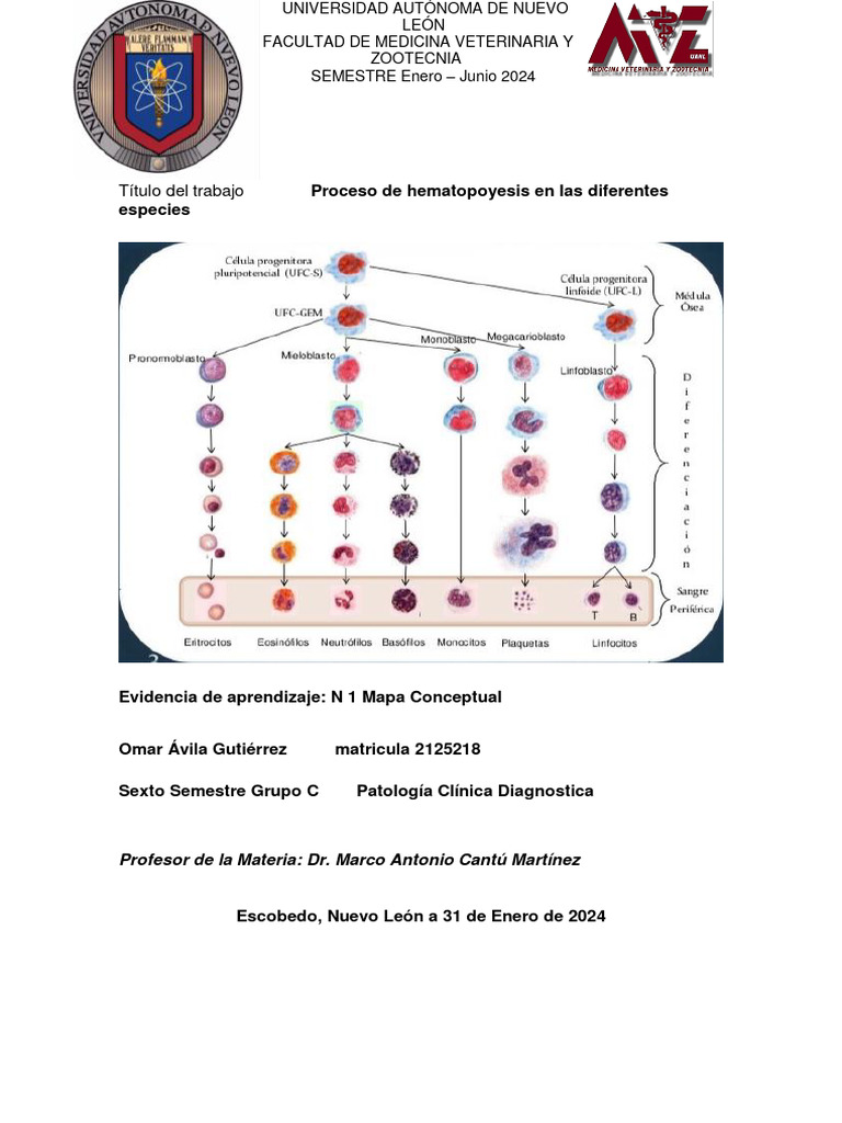 Ev1-Mapa Conceptual | PDF | Hematopoyesis | Zoología
