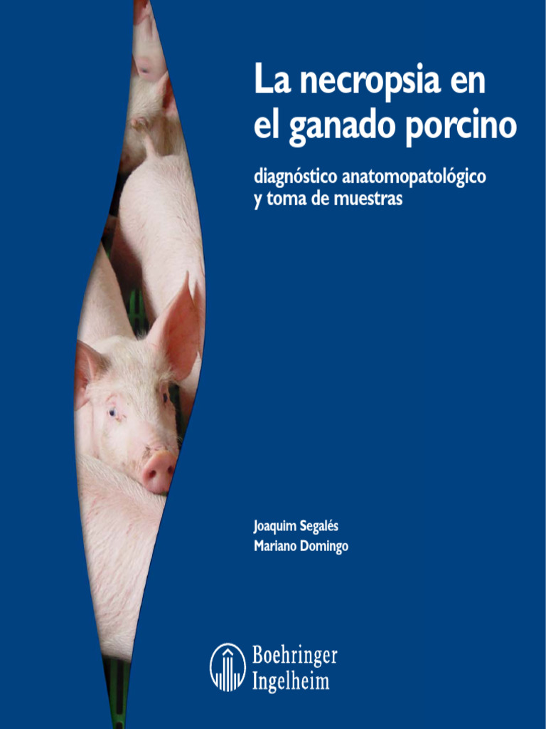 Necropsia en ganado porcino: guía práctica | PDF | Tórax | Medicina ...