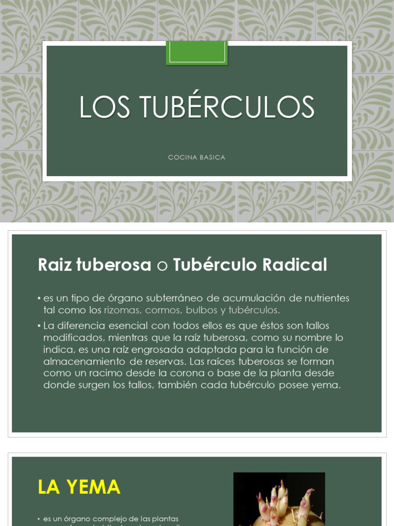Tipos y usos de tubérculos comestibles | PDF | Tallo de la planta ...