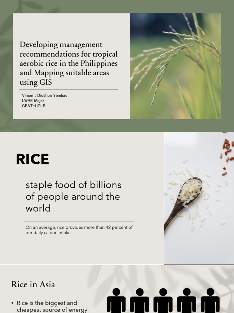 Developing Management Recommendations For Tropical Aerobic Rice in The ...