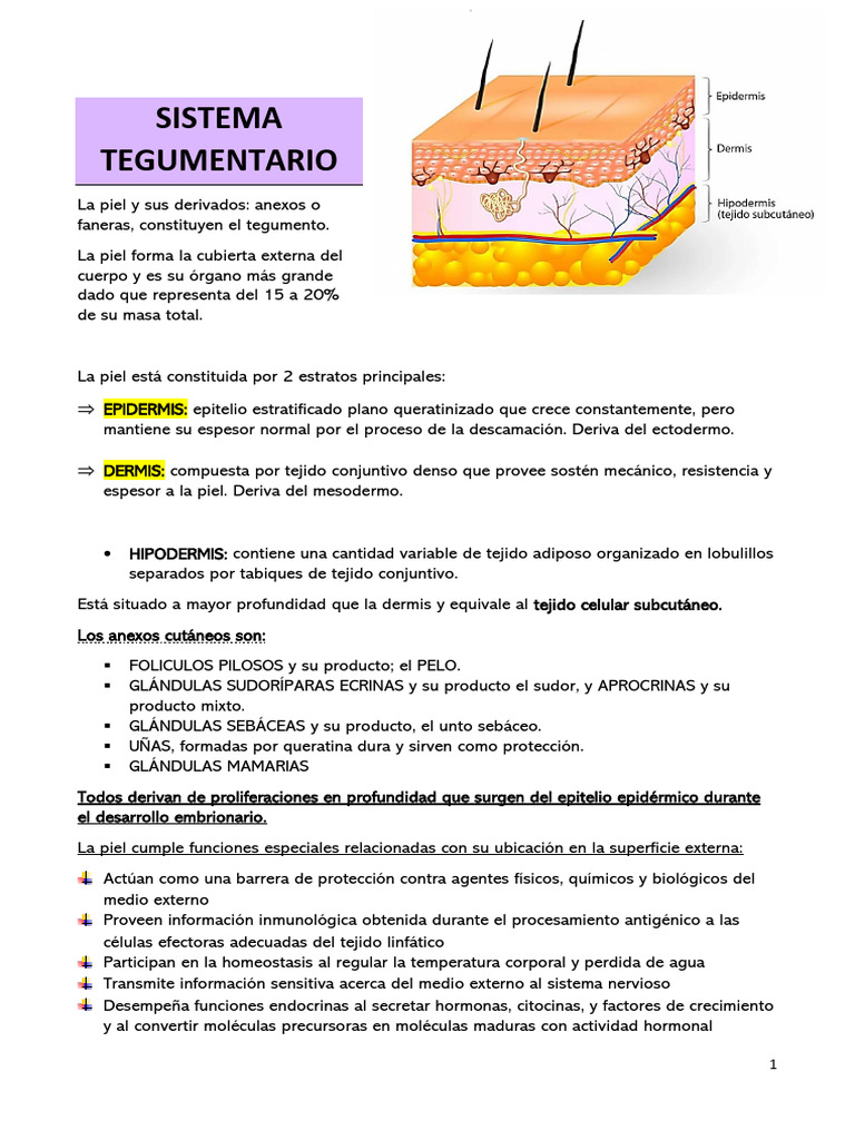 Sistema Tegumentario | PDF | Piel | Epidermis