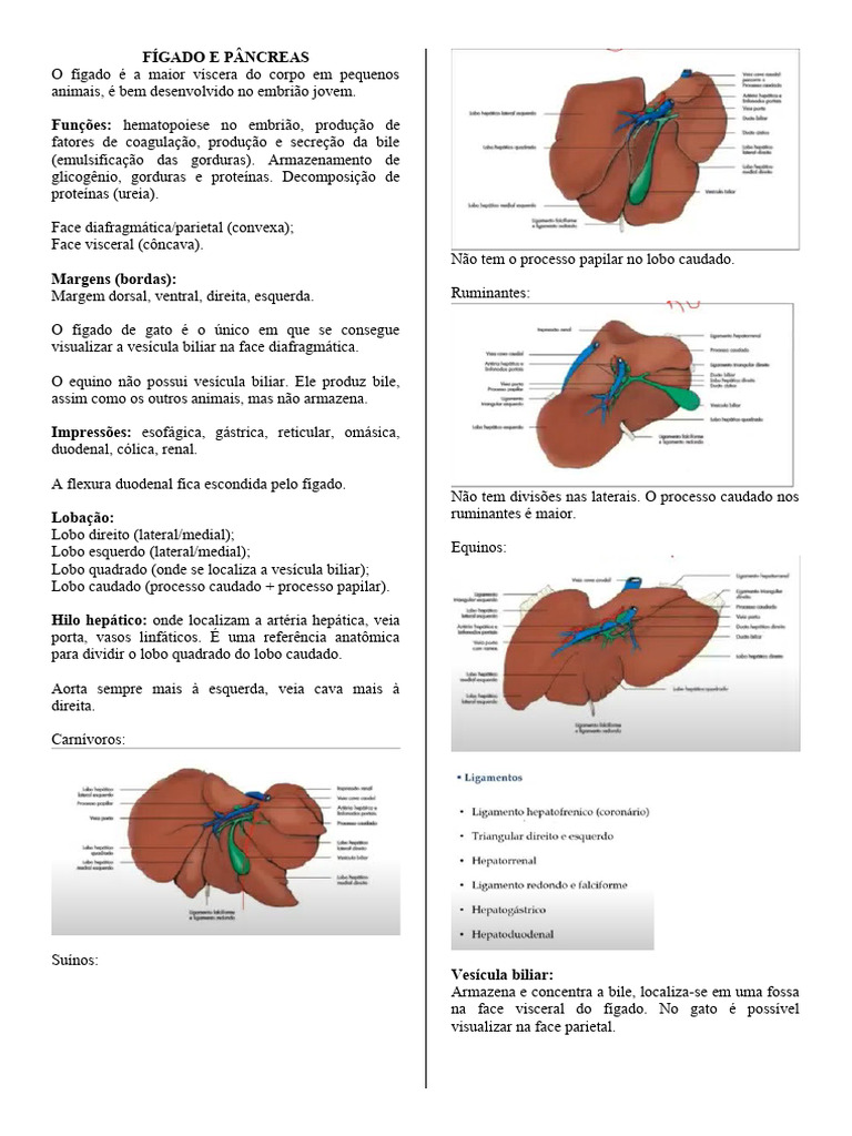 Fígado e Pâncreas | PDF | Fígado | Pâncreas