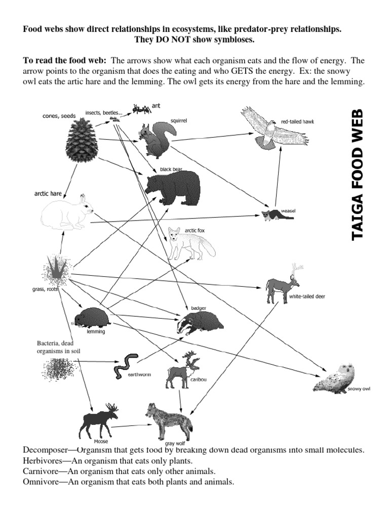 Taiga Food Web Overview and Analysis | PDF | Food Web | Foods