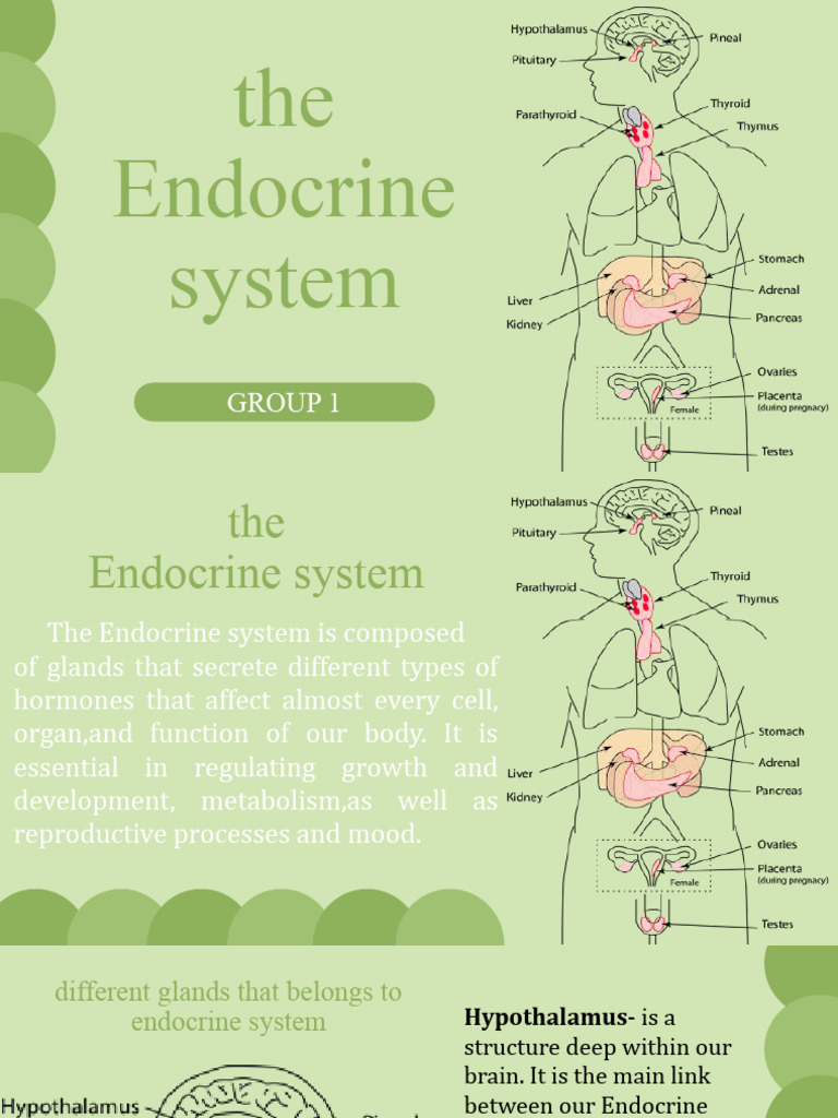 Endocrine System | PDF | Endocrine System | Hormone