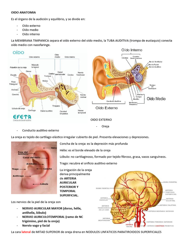 Anatomía del Oído y sus Estructuras | PDF | Oído | Sistema nervioso