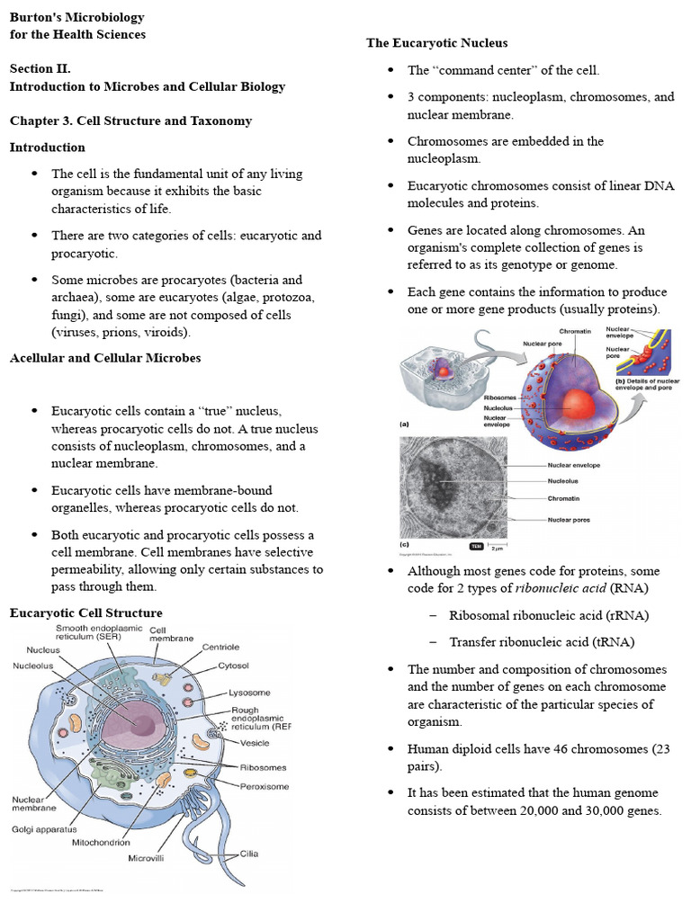 Chapter 3. Cell Structure and Taxonomy Reviewer | PDF | Cell (Biology) | Bacteria