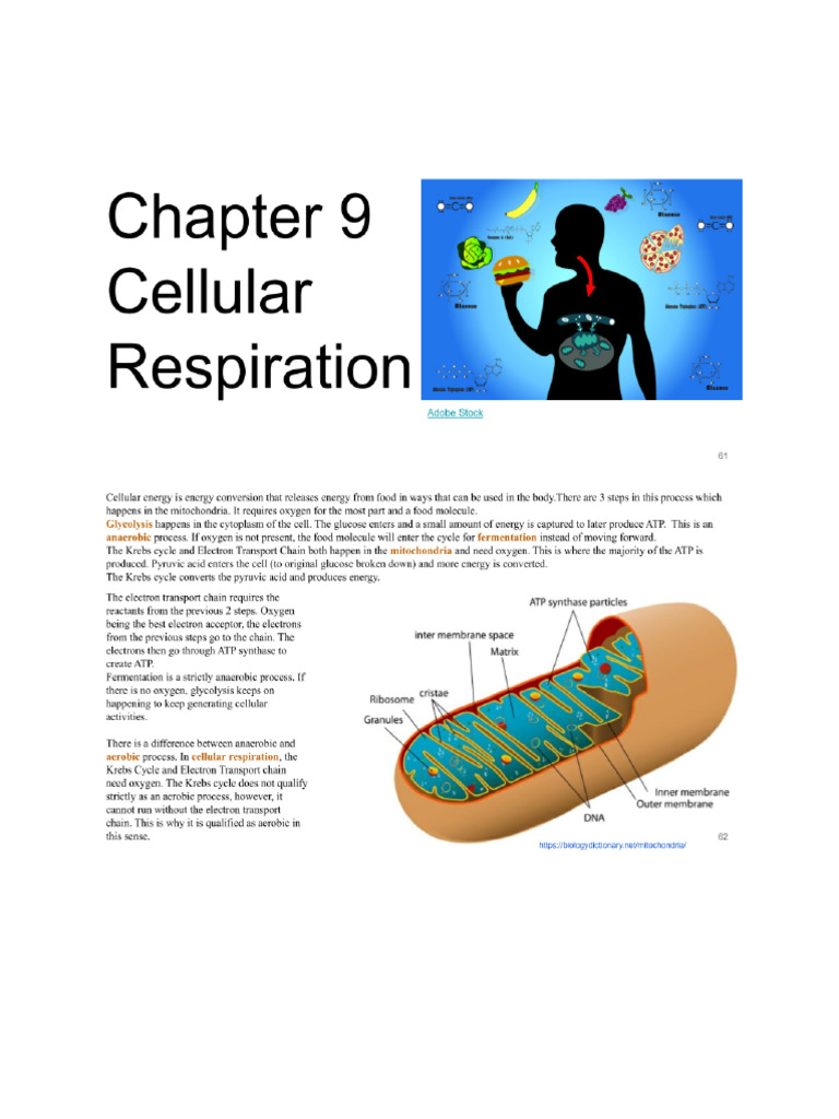 Cellular Respiration Notes | PDF
