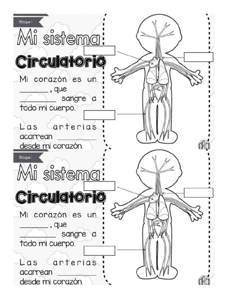 Sistema Circulatorio | PDF