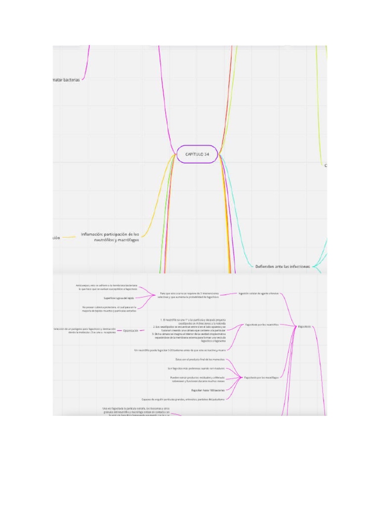 Capítulo 34 Fisiología Guyton | PDF