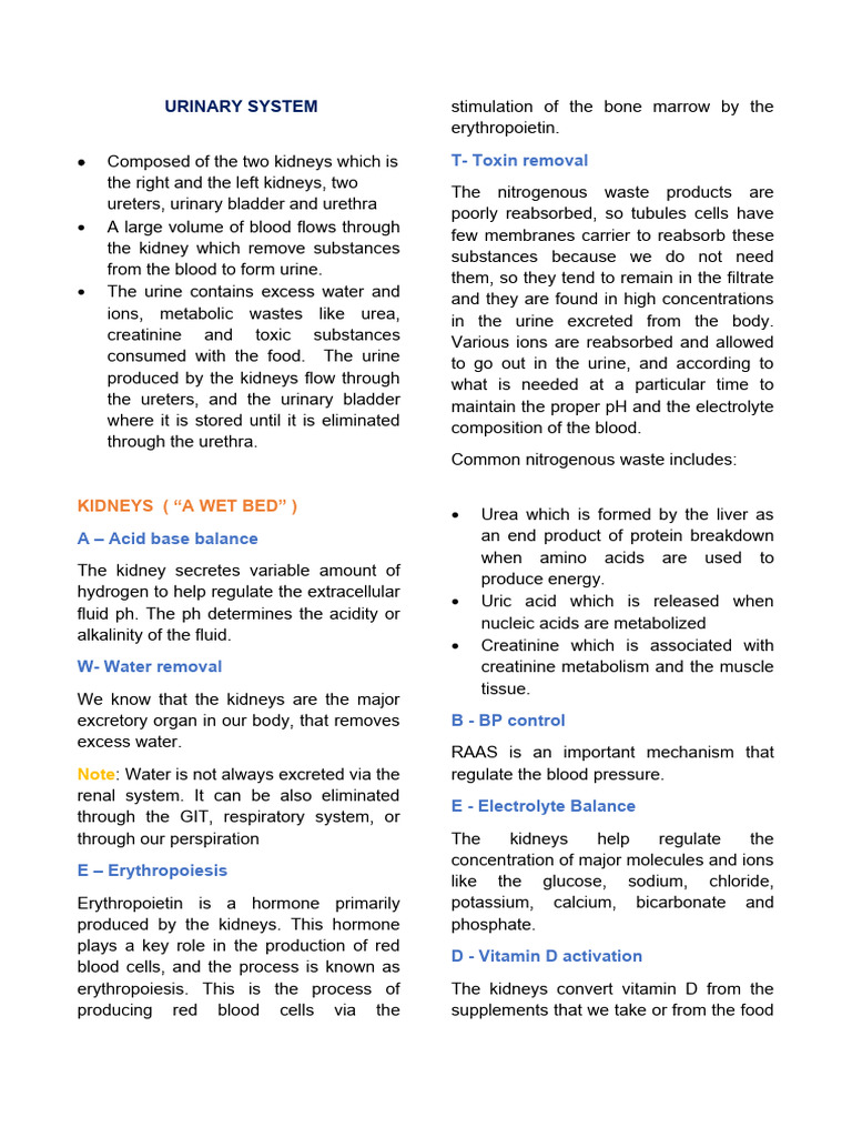 Urinary System | PDF | Kidney | Genitourinary System