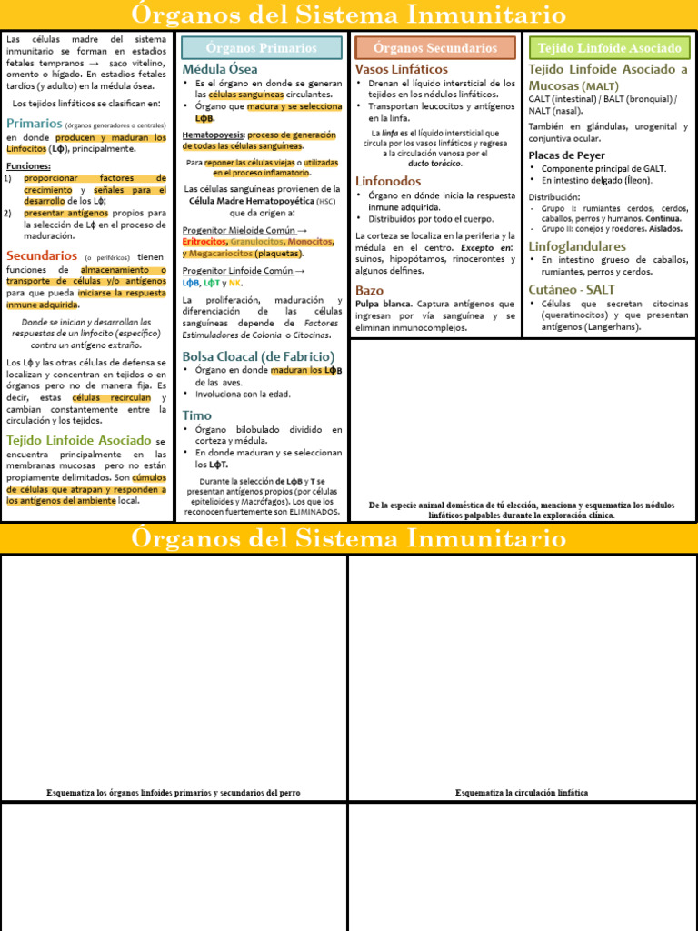 Cuadro 2. Órganos Del Sistema Inmunitario | Descargar gratis PDF | Sistema linfático | Linfocitos