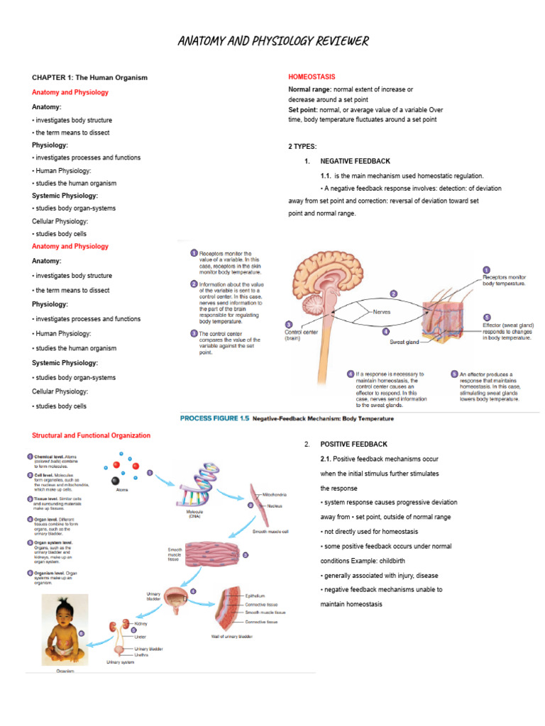 Anatomy and Physiology Reviewer (Transes) | PDF | Human Body | Homeostasis