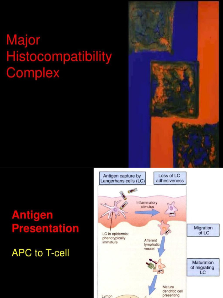 Major Histocompatibility Protein | PDF