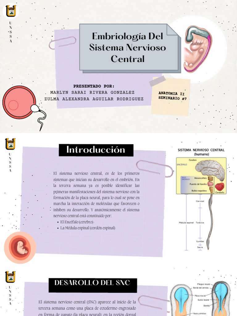 Seminario #7-Embriologia Del Snc-Anatomia II-presentacion | PDF ...