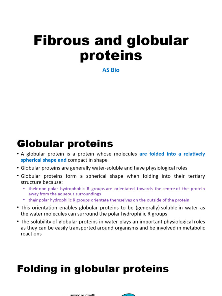 Fibrous vs. Globular Proteins Explained | PDF | Proteins | Collagen