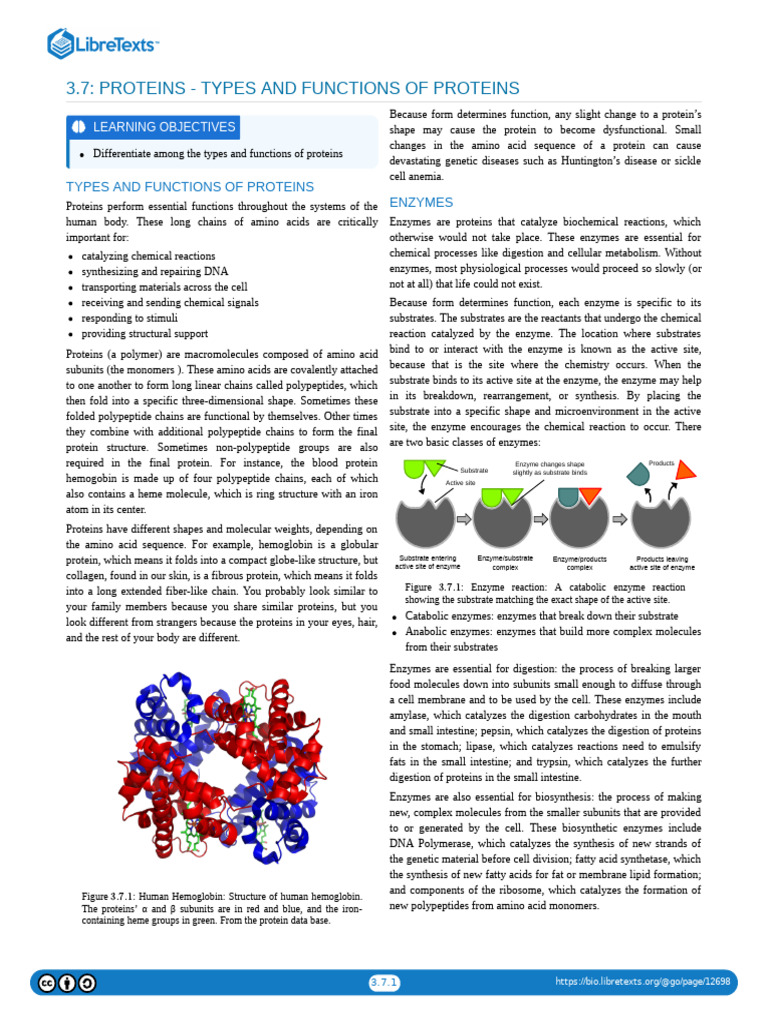 3.07: Proteins - Types and Functions of Proteins | PDF | Proteins | Enzyme