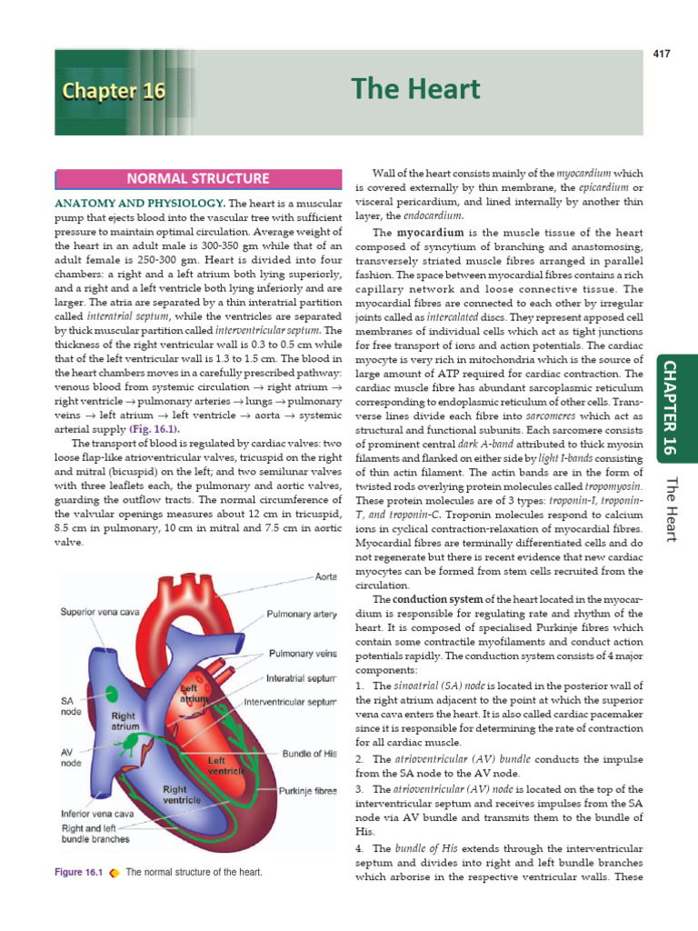 Heart Anatomy and Pathology Overview | PDF | Coronary Circulation | Heart
