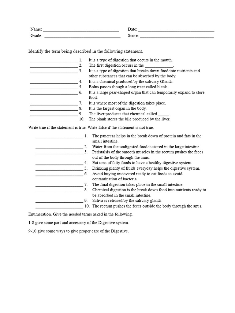 Grade 6 Digestive System Worksheet | PDF | Digestion | Human Digestive ...