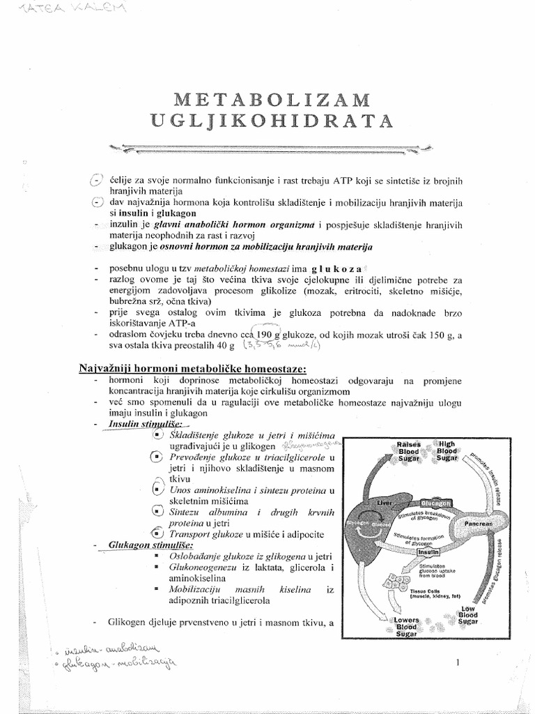 Metabolizam Ugljikohidrata | PDF