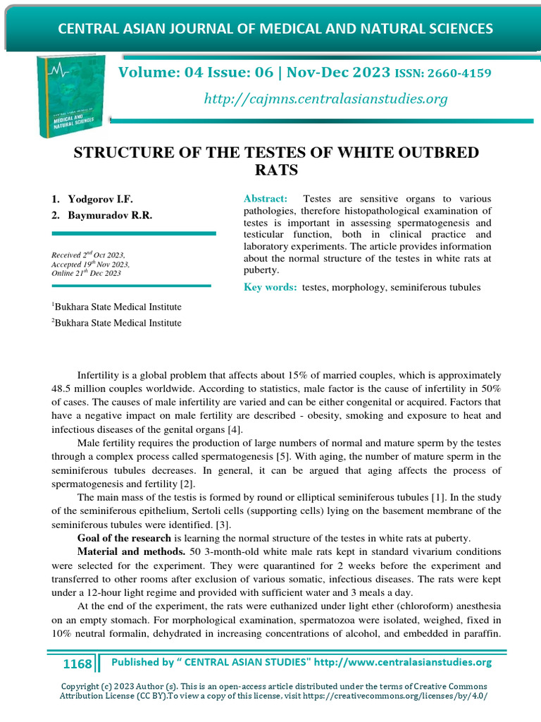 Structure of The Testes of White Outbred Rats | PDF | Testicle | Anatomy