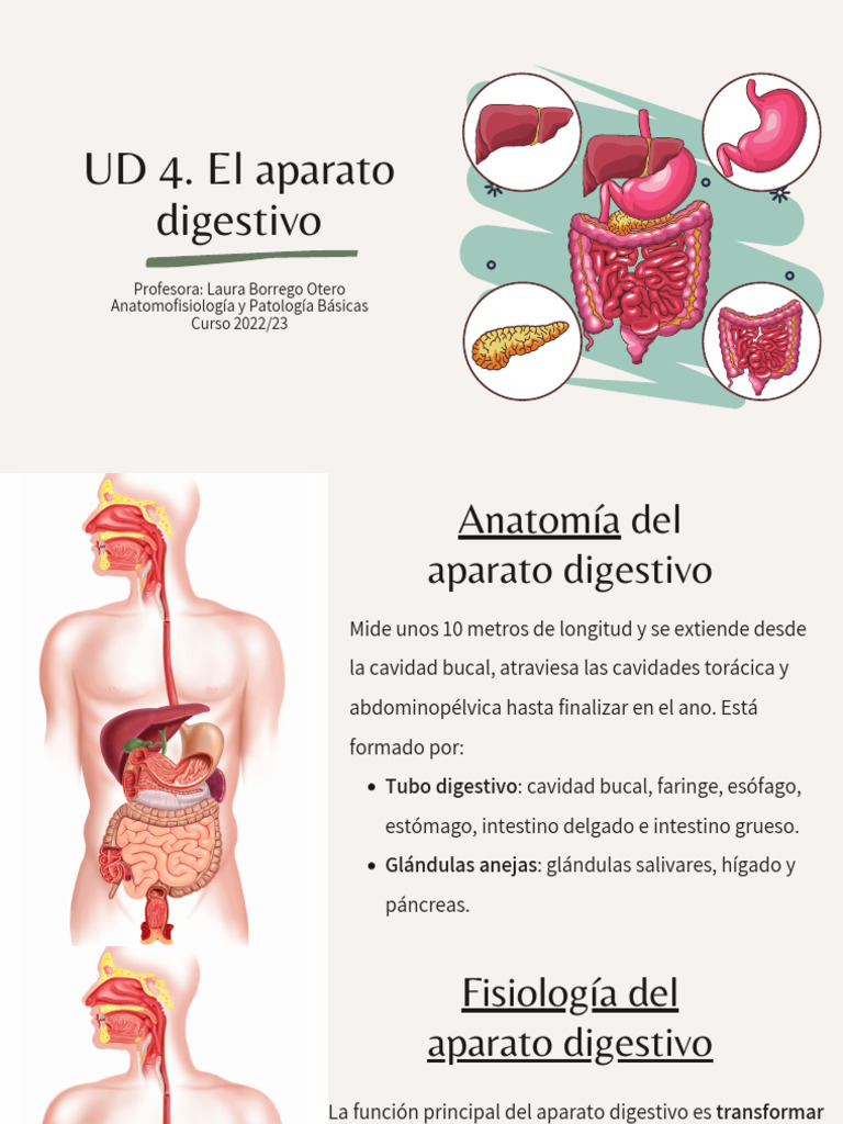 UD 4. Aparato Digestivo | Descargar gratis PDF | Digestión | Sistema digestivo humano