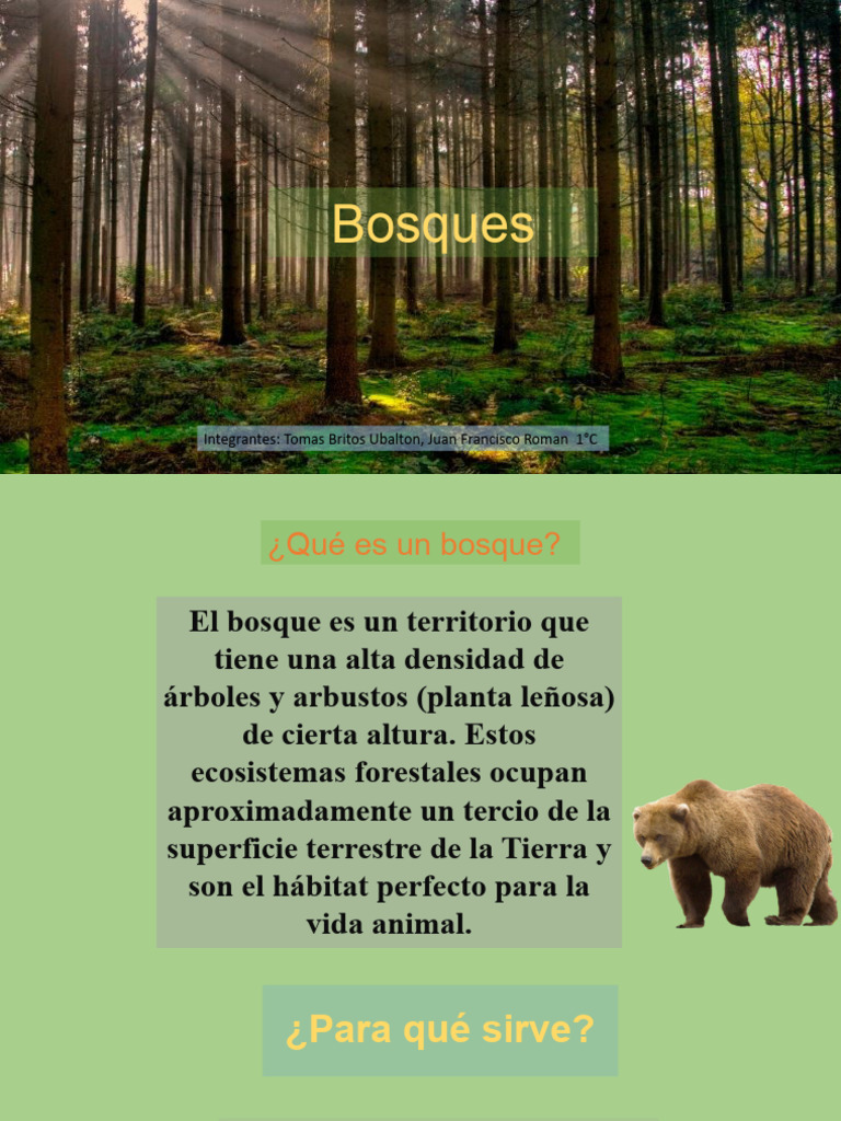 Presentación Bosque | PDF | Los bosques | Arboles