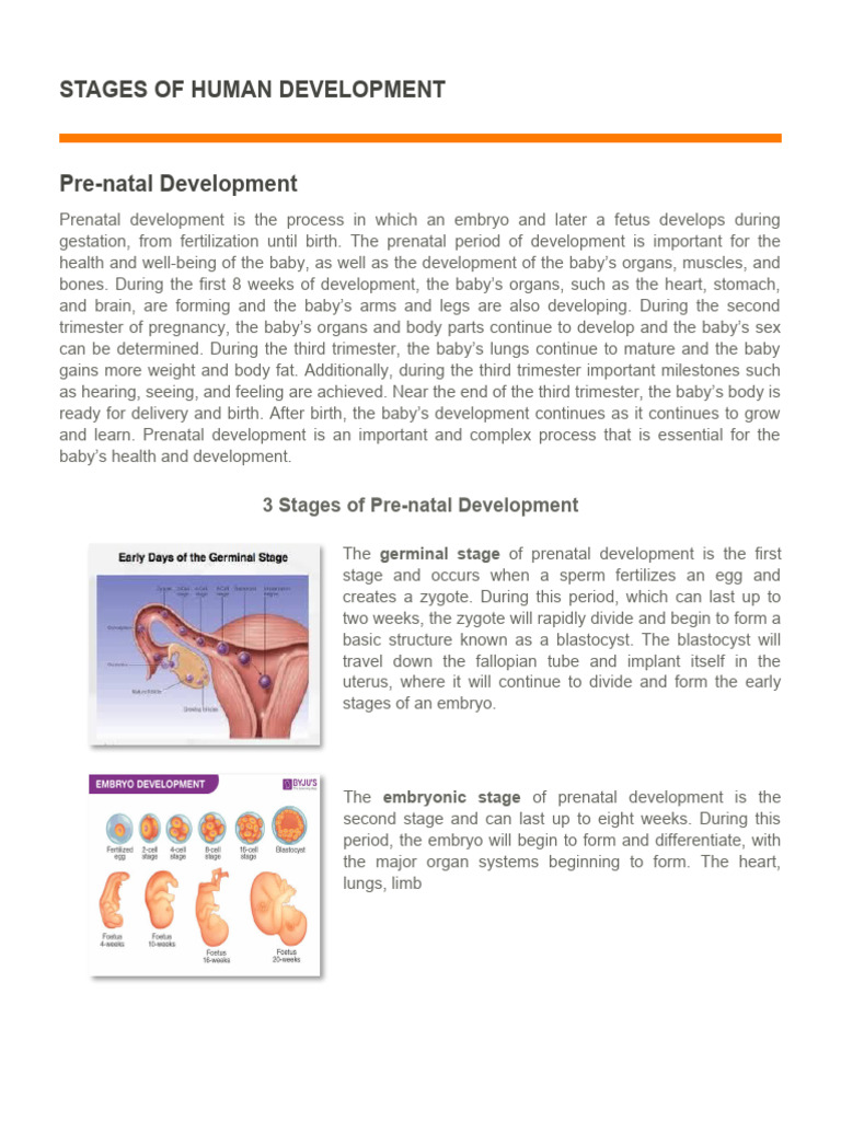 Lesson | PDF | Prenatal Development | Fetus