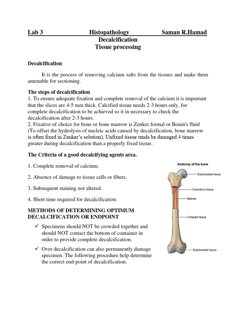 Lab 3 Histology | PDF