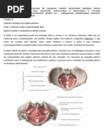 Anatomia dos Músculos Anteriores da Coxa | PDF | Sistema Locomotor ...