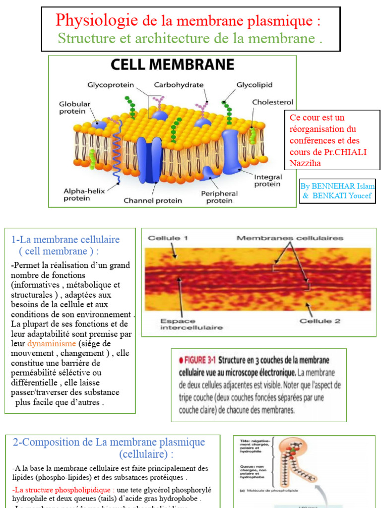 Physiologie de La Membrane Plasmique Et Les Transports Membranaires | PDF | Membrane cellulaire ...