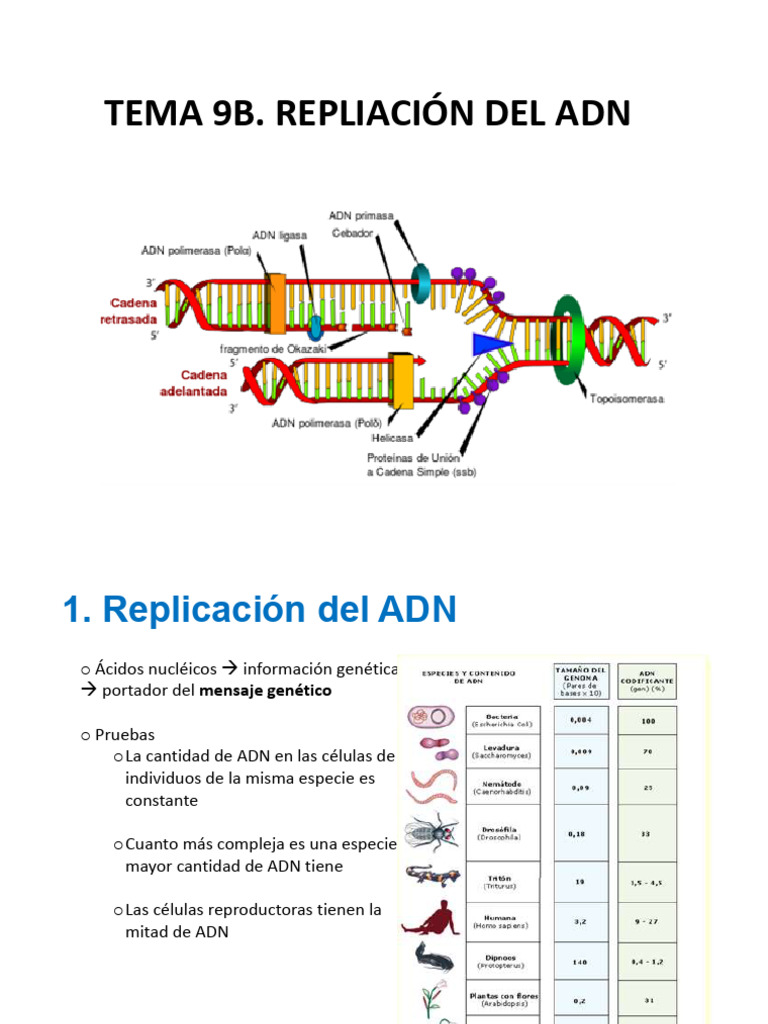 Tema 9b Replicacion Del Adn | PDF